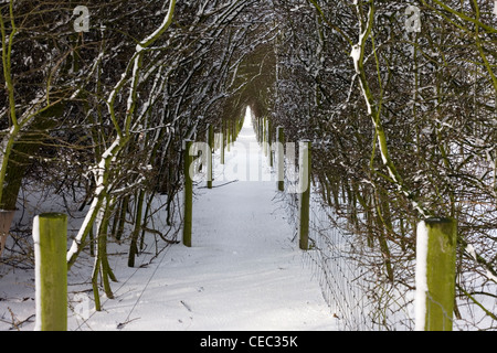 Tunnel through trees in snow Stock Photo - Alamy