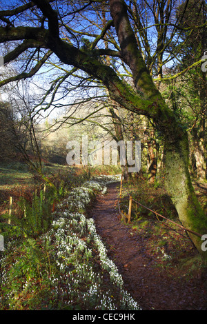 Snowdrops in Snowdrop Valley near Wheddon Cross on Exmoor in Somerset ...