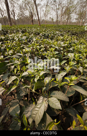 Tea leaves Assam Northeast India Asia Stock Photo - Alamy