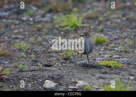 Austral Negrito (Lessonia rufa), female at Tierra del Fuego National ...