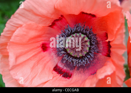 Close-up inside a Red Poppy (Papaver rhoeas) showing petals, stamens ...