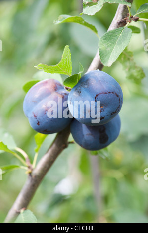 Ripe plum fruit (Prunus domestica) on branch of tree. Fresh bunch of ...