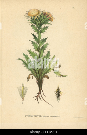 Carline thistle (Carlina vulgaris), illustration Stock Photo - Alamy