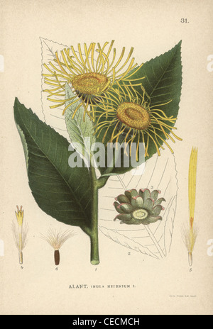 Elecampane or horse-heal, Inula helenium. Handcoloured botanical ...