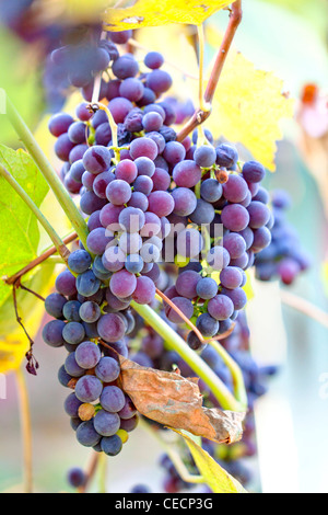 A close-up view of bunches of purple grapes hanging from the plant at ...