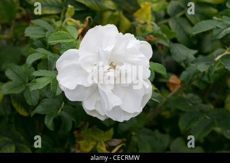 Blanc Double De Coubert Rose - Vintage Cigarette Card Stock Photo - Alamy