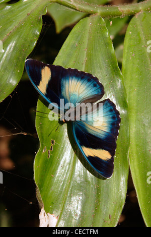 Butterfly (Euphaedra phaethusa : Nymphalidae) female in rainforest ...