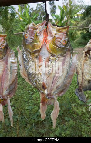Fresh fish, including Peacock Bass, drying in the sun, Rewa, Rupununi ...