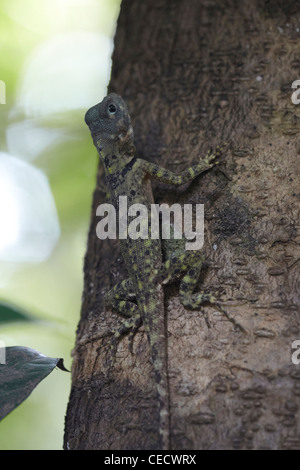 Collared Tree Runner Lizard, Tropidurus plica, clinging to tree trunk ...