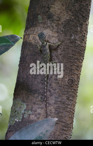 Collared Tree Runner (Tropidurus plica) clinging to tree trunk, Guyana ...
