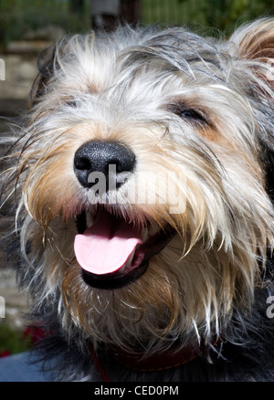 Happy smiling yorkshire terrier breed dog in red coat closeup on white ...