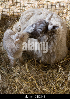 new born lamb and mother getting up Stock Photo - Alamy