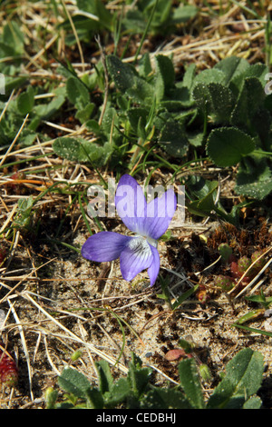 Heath Dog-Violet (Viola canina Stock Photo - Alamy