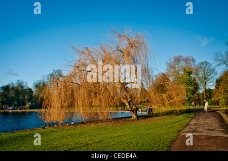 Scene from St. Albans lake in late autumn Stock Photo - Alamy