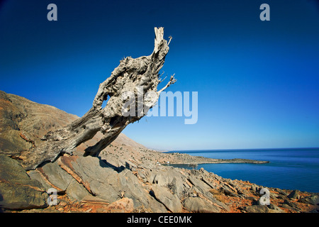 Dead Olive tree trunk, Olive orchard, Andalusia, Spain Stock Photo ...
