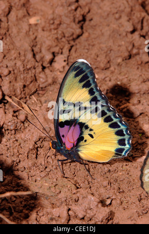 Janetta Themis Forester Butterfly (Euphaedra janetta : Nymphalidae ...
