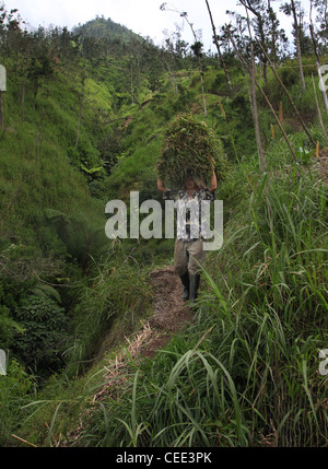 Farmer carrying grass terraced farm fields on Mount Merapi Yogyakarta ...