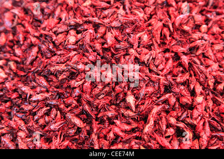 mexico, oaxaca, chapulines, insect, mexican, cuisine, cricket, fried ...