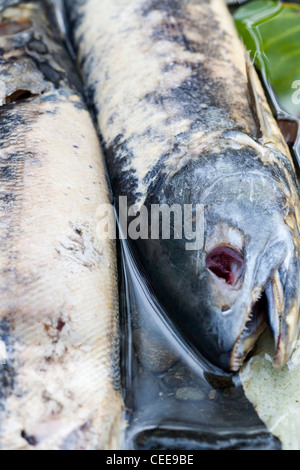 dead spawning salmon,Vancouver Island, British Columbia, Canada Stock ...