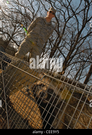 Senior Airman Mark Bashaw prepares to release a raccoon dog Jan. 8 in ...