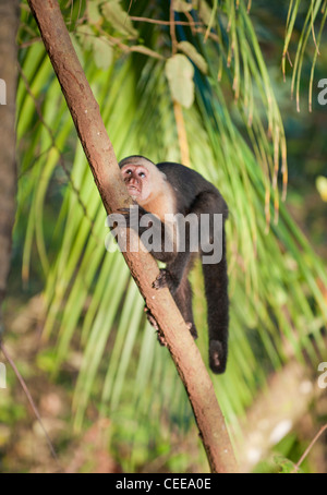 Monkeys on a beach in Costa Rica Stock Photo - Alamy