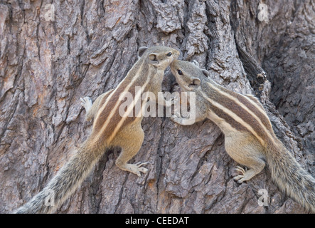 Chipmunks on the tree, Agra, India Stock Photo - Alamy