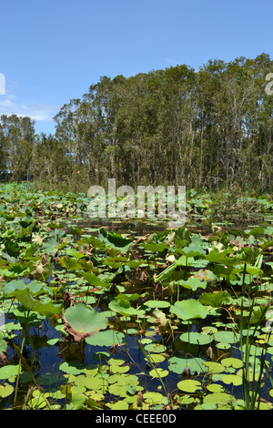 Lillypads on water Stock Photo - Alamy