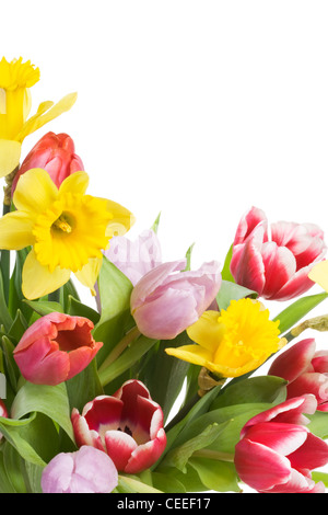 Purple tulip with white border on blue background Stock Photo - Alamy