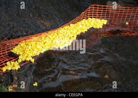 Duck race on the River Colne in Marsden, UK Stock Photo - Alamy