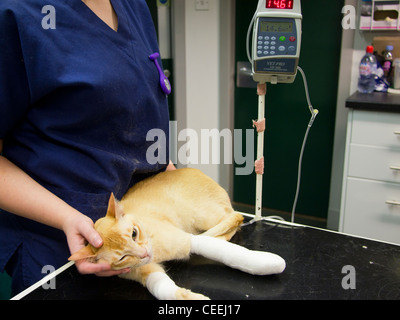 Cat with an intravenous infusion drip in a vet at the clinic. Cat with ...