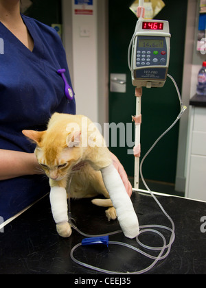 Cat with an intravenous infusion drip in a vet at the clinic. Cat with ...