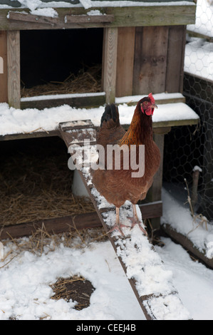 chicken leaving laying box Stock Photo - Alamy