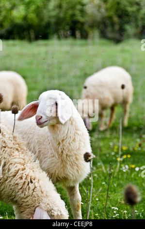 Assaf breed sheep, Pyrenees, Spain Stock Photo - Alamy