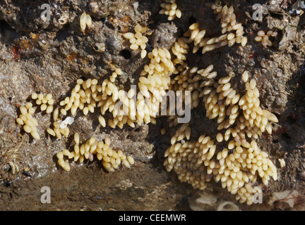 Dog-whelks (Nucella lapillus: Muricidae) showing the range of colours ...