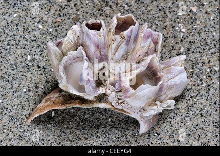 Barnacle Megabalanus tintinnabulum growing on American slipper limpet ...