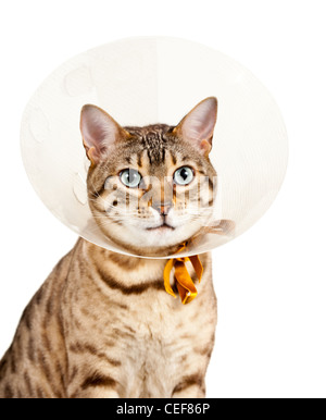 Sad looking cat wearing cone after operation, lying on a blanket at the ...