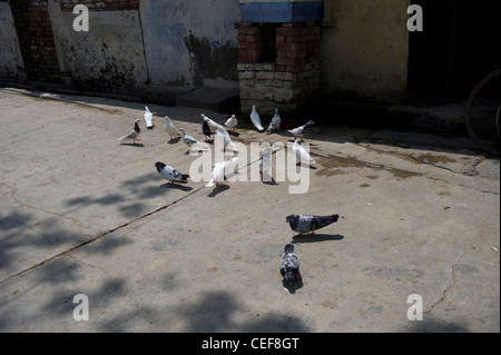 Kabutar Baazi Pigeon gaming sport of North India Stock Photo: 43361956 ...