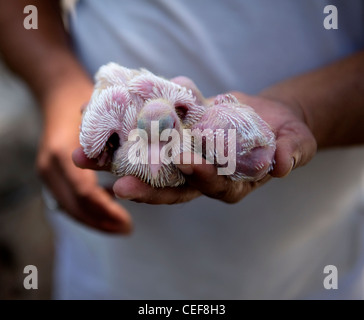 Kabutar Baazi Pigeon gaming sport of North India Stock Photo - Alamy