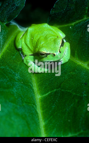 European tree frog, Hyla arborea, European tree frog Stock Photo - Alamy