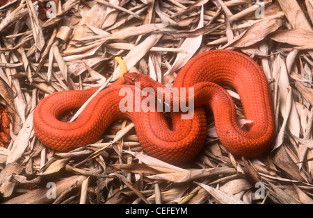 Cuban wood snake, Tropidophis melanurus, Cuba Stock Photo - Alamy