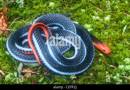 Blue Malayan Coral Snake, Maticora bivirgata, NB warning colours, Bukit ...