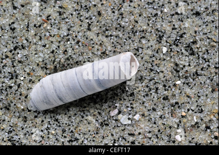 Elephant tooth shell / Elephant tusk shell (Dentalium entalis) on beach ...