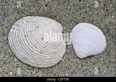 Warty venus (Venus verrucosa) shells on white background Stock Photo ...