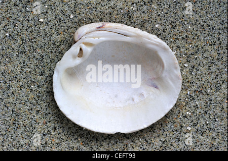Warty venus (Venus verrucosa) shells on white background Stock Photo ...