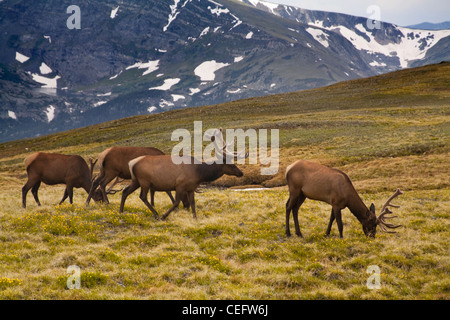 Large Herd of Elk Grazing and Resting in a Field with Trees and Snow ...