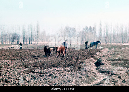 IRAN, ARAK: Iranian farmers plowing their fields with farm animals near ...