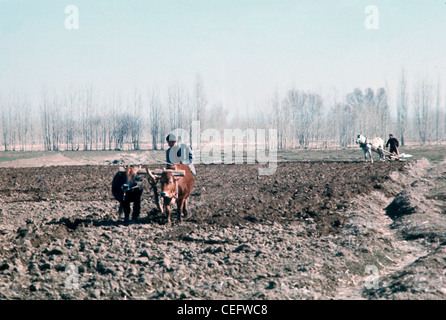 IRAN, ARAK: Iranian farmers plowing their fields with farm animals near ...
