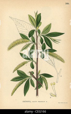 Crack willow tree (Salix fragilis), illustration Stock Photo - Alamy