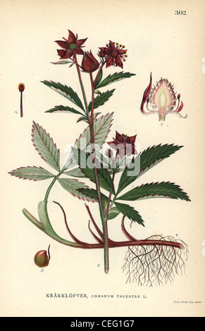 Purple marshlocks, Comarum palustre. Chromolithograph from Carl Lindman ...
