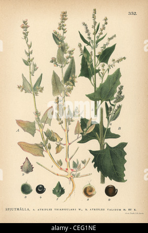 Saltbush or orach species, Atriplex triangulare and Atriplex validum ...
